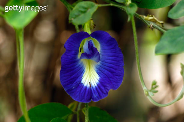 Clitoria ternatea, commonly known as Asian pigeonwings, bluebellvine ...