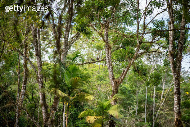 Trees and green leaves of the Atlantic Forest, one of Brazil's main ...