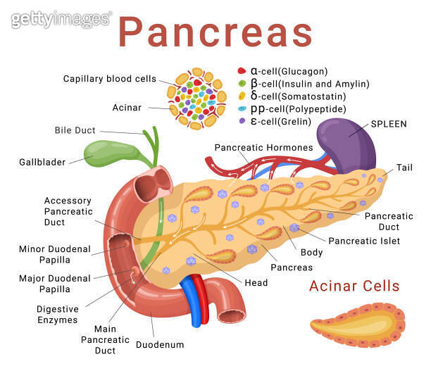 Pancreas infographics medical scheme anatomical cross section model ...