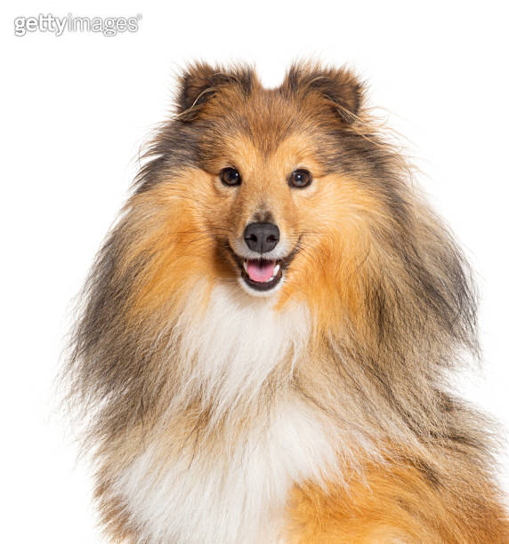 Head shot of Happy Sheltie panting, isolated on white 이미지 (1928004312 ...