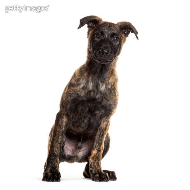 Portrait of a Dutch Shepherd puppy sitting, isolated on white 이미지 ...
