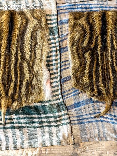 Wild boar skin drying to be tanned, treated and used for a creation ...