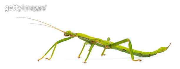 Giant Caribbean stick insect, Diapherodes gigantea, Phasmatodea ...