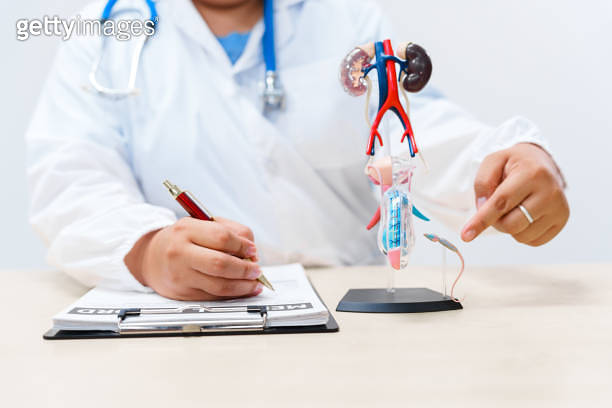 A doctor with suspected prostate cancer using a male reproductive ...