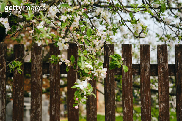 Wooden fence and a flowering apple, plum or cherry tree. Village ...