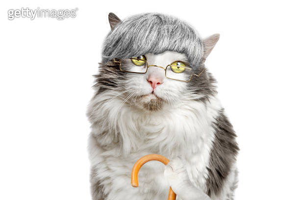 Old Granny Cat With Gray Hair and Cane 이미지 (2084713544) - 게티이미지뱅크