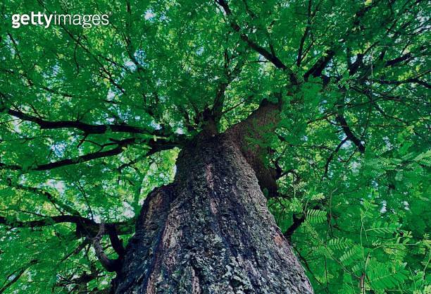 A big tree trunk shot from below 이미지 (2150240717) - 게티이미지뱅크