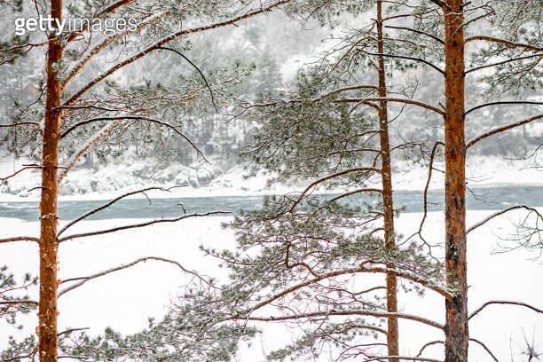 Tall pine trees stand guard over a calm, partially frozen river ...