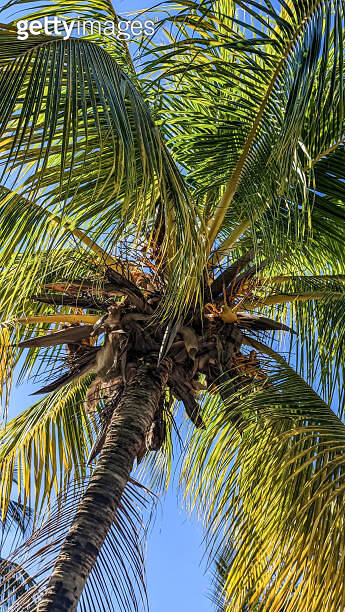 A coconut tree with leaves covering the entire frame in a close-up view ...
