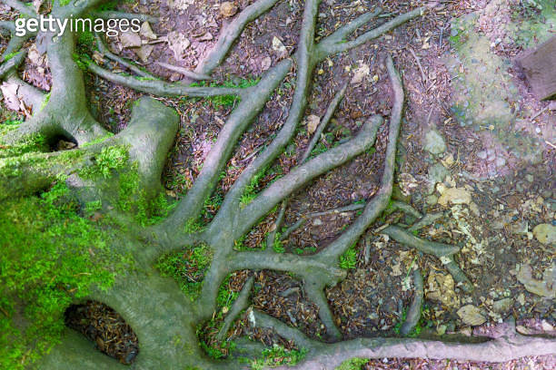 Tree roots winding in different directions on the earth's surface ...