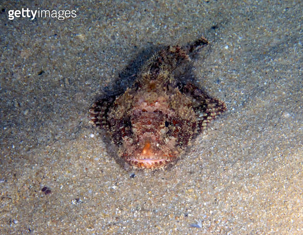 A California Scorpionfish (Scorpaena guttata) in Baja California Sur ...