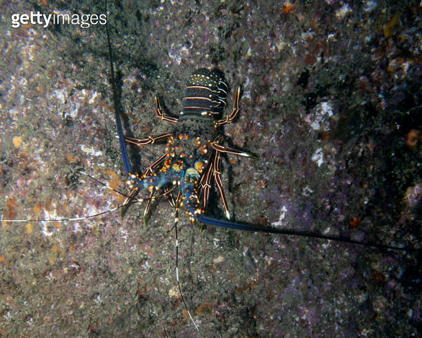 A Blue Spiny Lobster (Panulirus inflatus) in Cabo San Lucas, BCS ...
