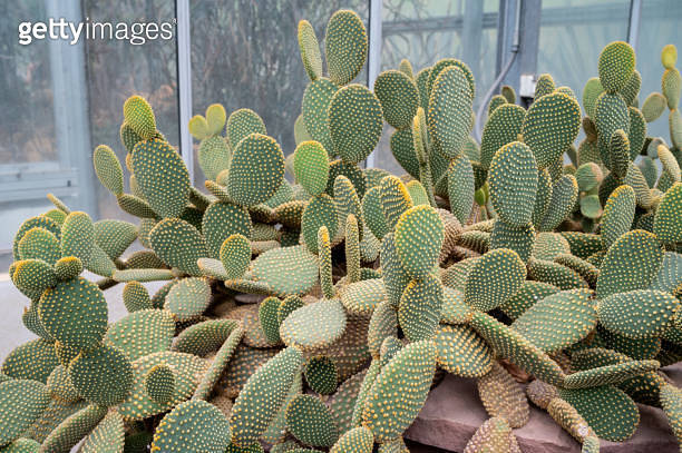 Glochids and spines on a species of Opuntia microdasys cactus ...