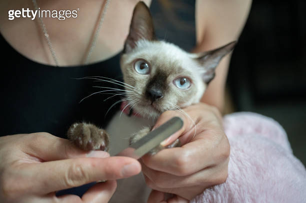 Cropped shot view of pet's owner using a nail files for trimming after ...