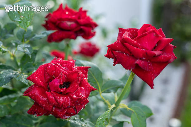 Fragrant red rose blooming in the garden. 이미지 (1926027332) - 게티이미지뱅크