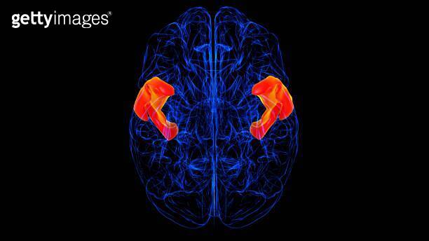 Brain Anterior part of superior temporal gyrus Anatomy For Medical ...