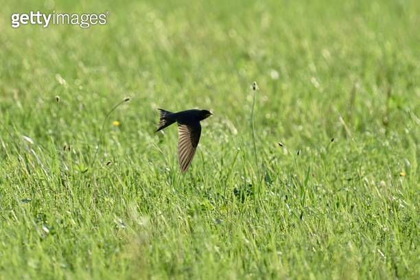 Side view of a barn swallow flying low with its wings illuminated by ...