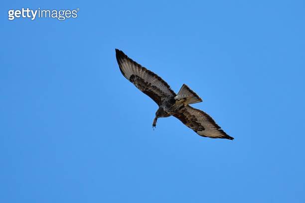 Poor little mouse hanging out of a buzzard's beak 이미지 (1877195230) - 게티 ...