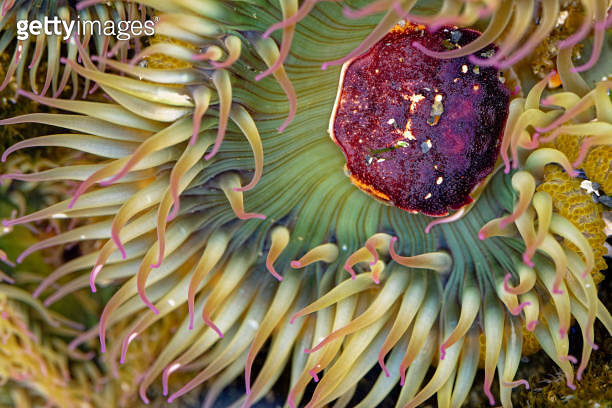 Botanical Beach tide pool anemone sea life, Port Renfrew, BC, Canada ...