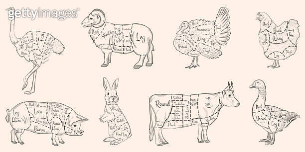 Meat cuts. Diagram of meat cuts of farm birds and animals. Hand drawn ...