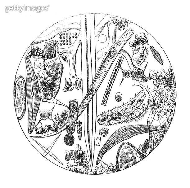 Water under microscope with dinophysis algae, macroalgae and diatoms ...