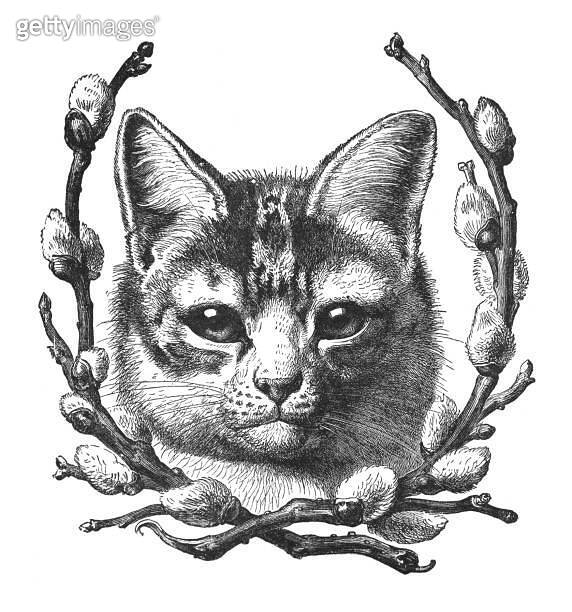 Domestic cat (Felis catus) with willow branch frame - Vintage engraved ...