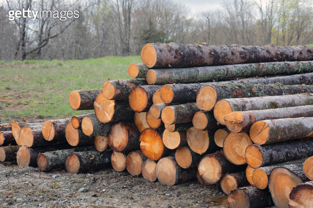pile of wood forestry industry log stack forest wood yard (2151962170 ...