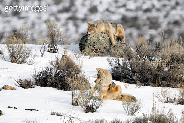 Coyote pair mating activity with female lying on a rock in the ...