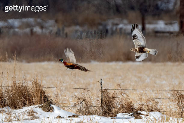 Pheasant being chased by a hawk in field in central Montana of western ...
