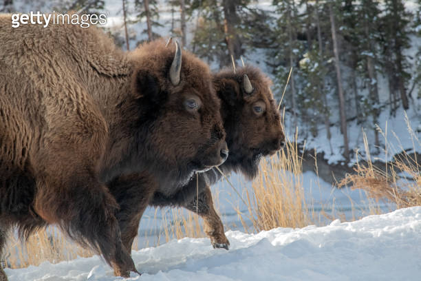 Bison or buffalo marching through snow in Yellowstone of Wyoming in ...