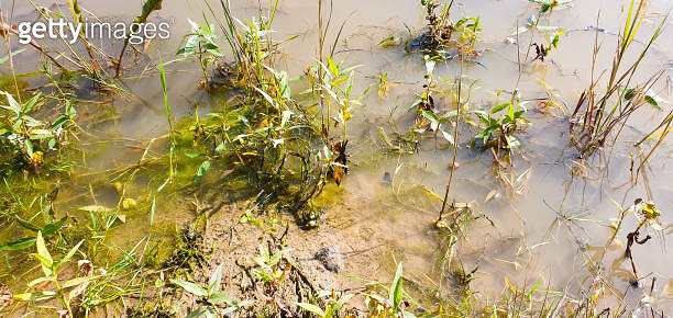 Wetlands. Vegetation in the swamp, swamps, overgrown pond. Muddy ...