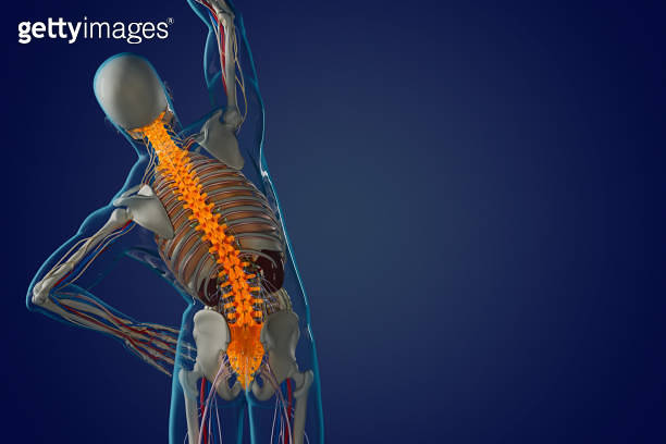 3D illustration of spinal cord and lower back pain 3D rendered ...
