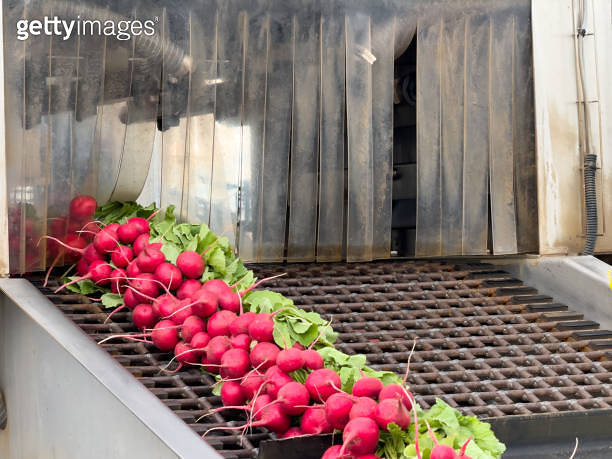 Radish washing plant on an agricultural field 이미지 (2151594955) - 게티이미지뱅크
