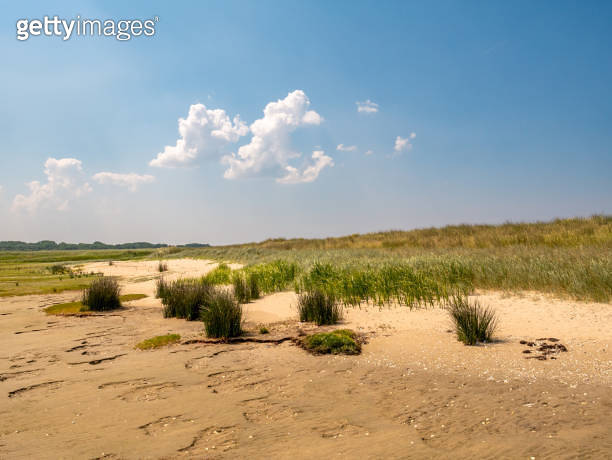 Sea rush, reed, cordgrass and marram grass in nature reserve Kwade Hoek ...