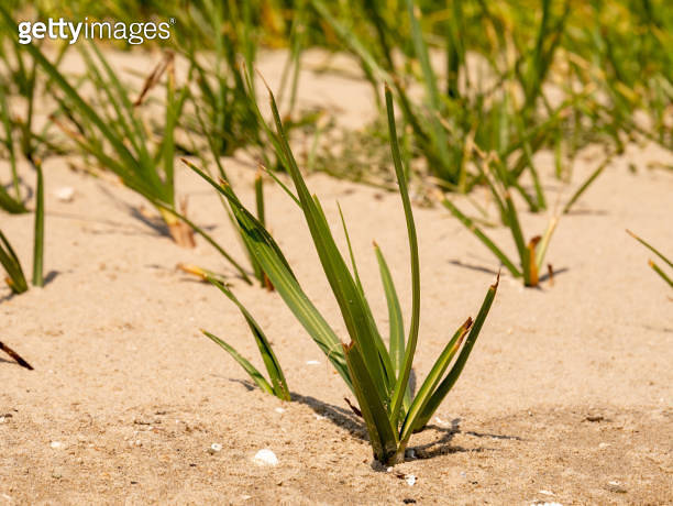 Common cordgrass, Spartina anglica, young plant on sandflat at low tide ...
