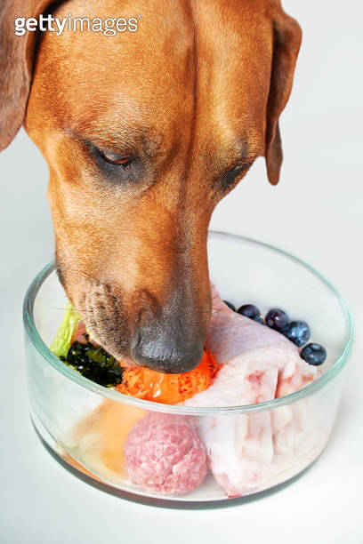 Close-up dog eating natural raw food from bowl. Feeding dog raw meat ...