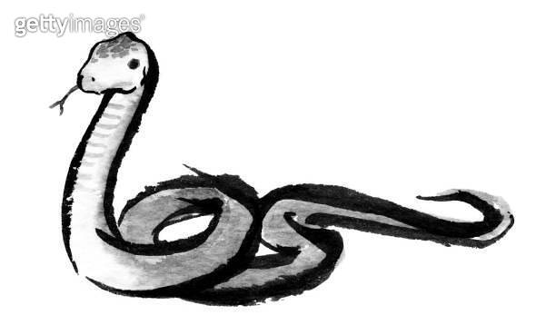 Japanese ink painting of a calm snake 이미지 (2161579911) - 게티이미지뱅크