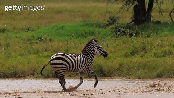 Wild dazzle of zebras scared by approaching danger of predator in ...