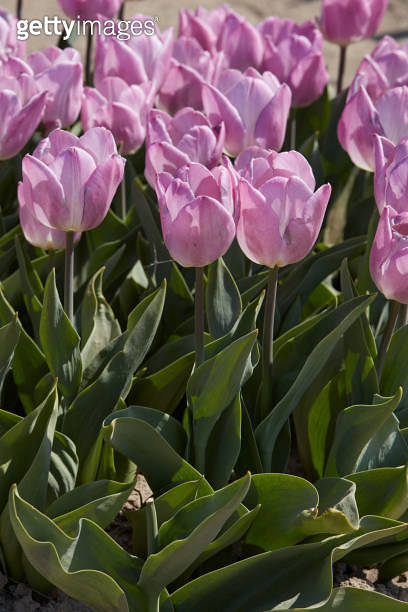Tulip Light Pink Prince flowers in spring sunlight 이미지 (2149951817 ...
