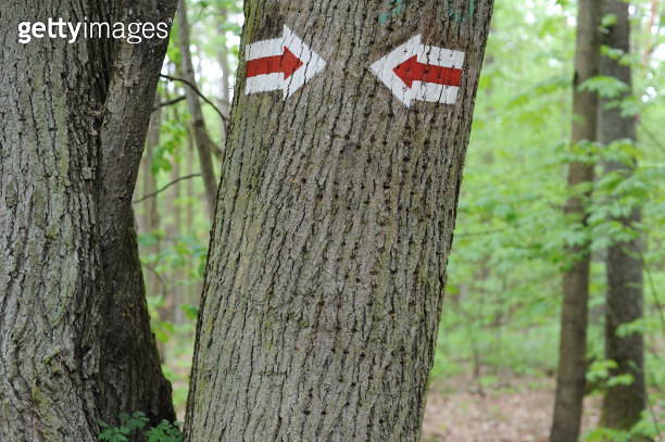 Walking trail marks and signs painted on trees showing direction for ...
