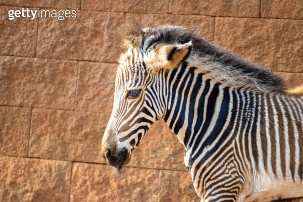 Side view of a young zebra inside the natural park of Cabárceno in ...