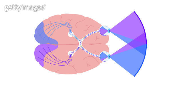 Optic nerve anatomy 이미지 (2160511052) - 게티이미지뱅크