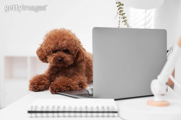 Cute Maltipoo dog on desk near laptop at home (1902996270) - 게티이미지뱅크