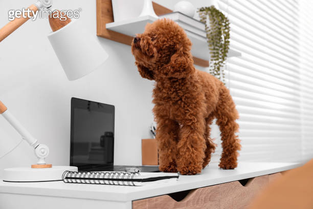 Cute Maltipoo dog on desk near laptop at home (1902996336) - 게티이미지뱅크