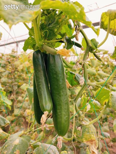 Green cucumber kheera on vine khira concombre gurke cucumis sativus ...