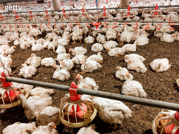 Broiler chicken live in a control shed poultry farming white hens farm ...