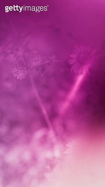Aster flowers for abstract warm pink backgrounds in tall format for ...