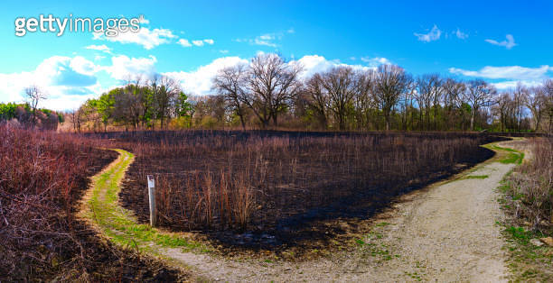 Burnt prairie landscape at spring sunrise with controlled fire remains ...