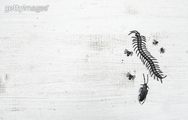 Halloween frame with decorations bug, fly, centipede and spiders on the ...