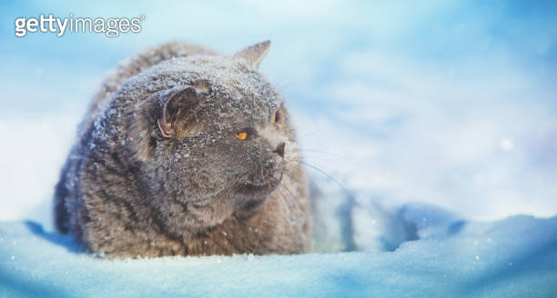 Blue British shorthair cat outdoors in winter. The cat sits in the deep ...